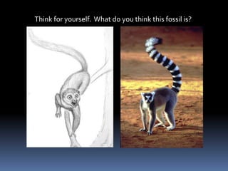 Ida The Over Hyped Fossil | PPT