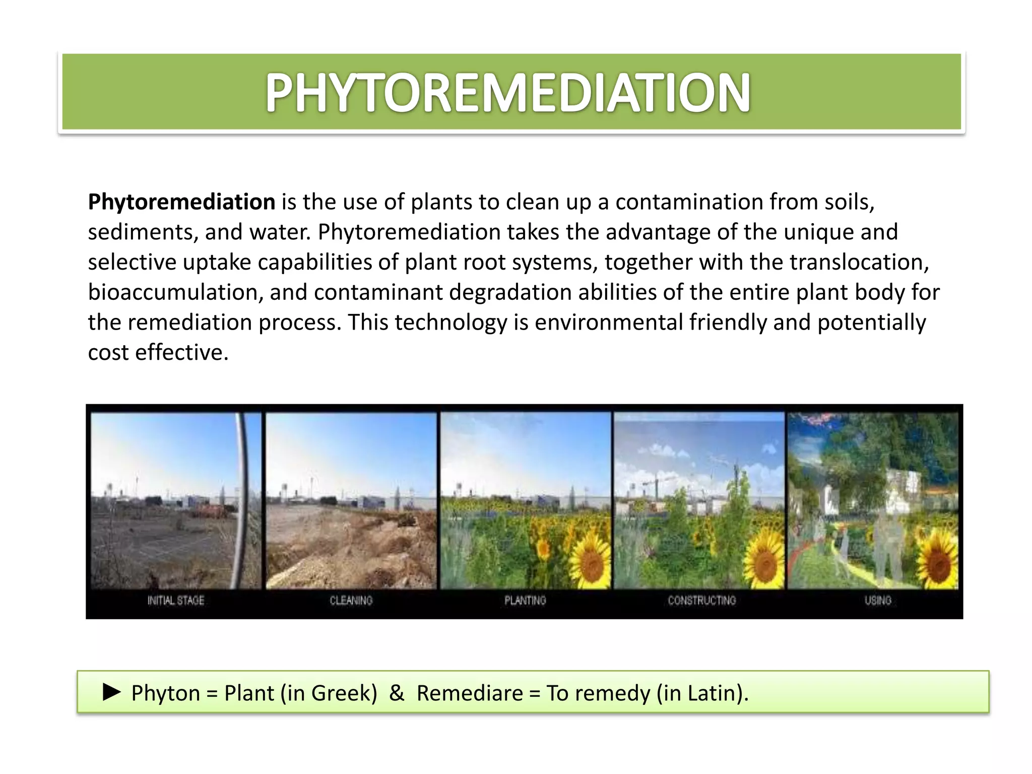 PHYTOREMEDIATION - Using Plants To Clean Up Our Environment - By Haseeb ...