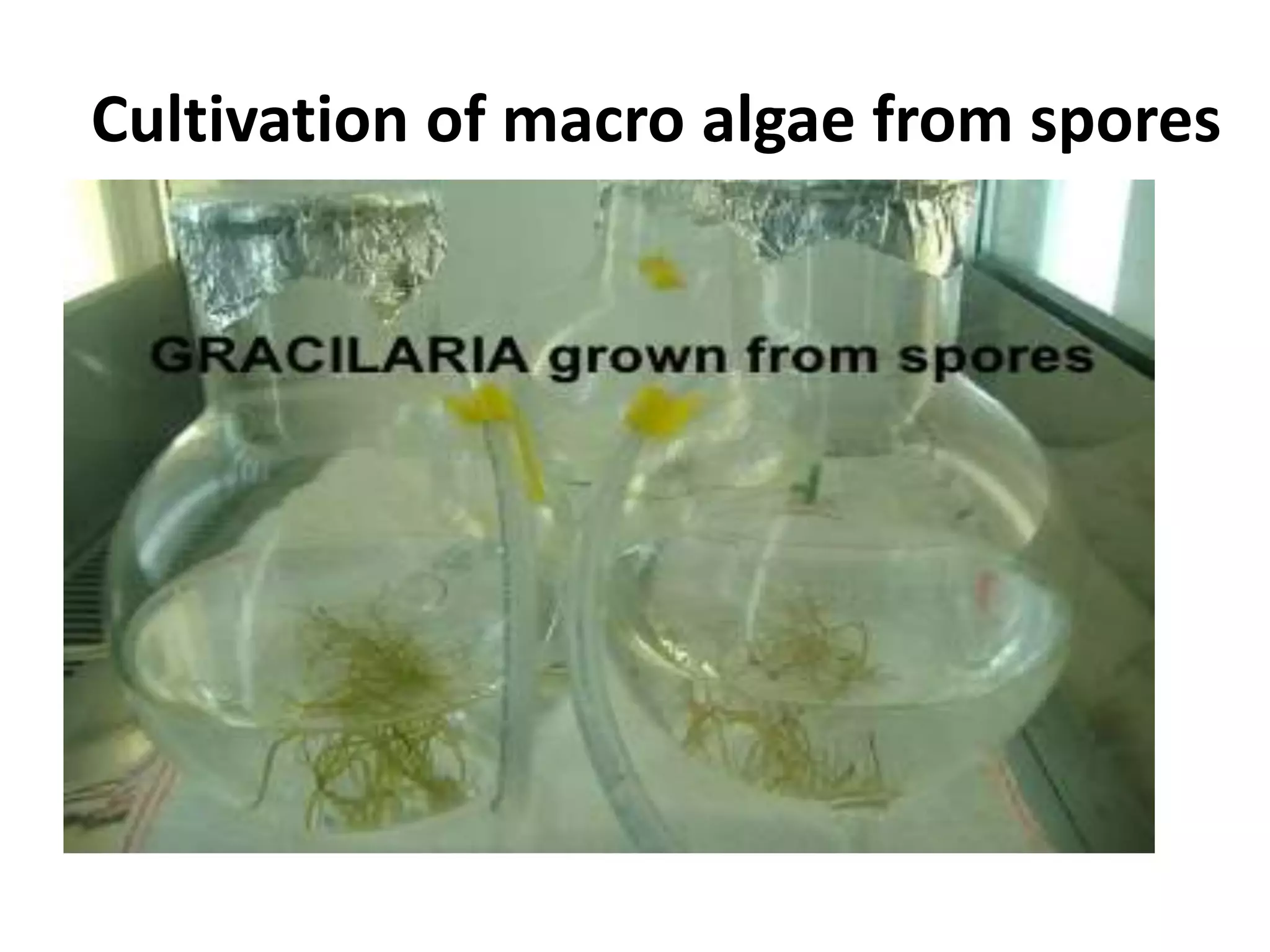 Algal Culture : Scope and Methods SMG | PPTX