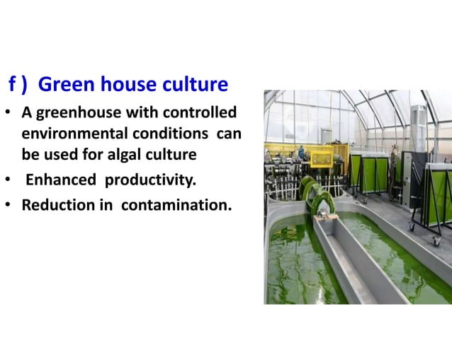 Algal Culture : Scope and Methods SMG | PPTX | Gardening | Home & Garden