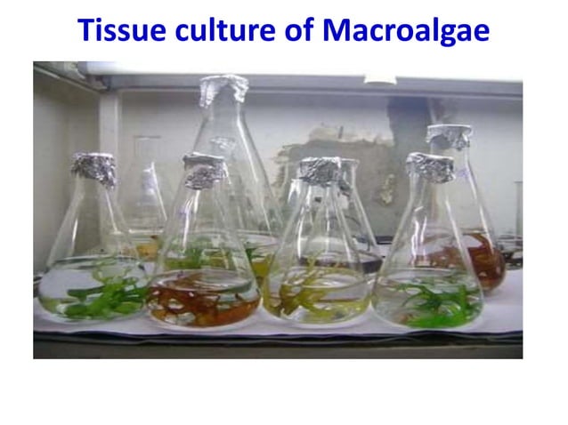 Algal Culture : Scope and Methods SMG | PPTX | Gardening | Home & Garden