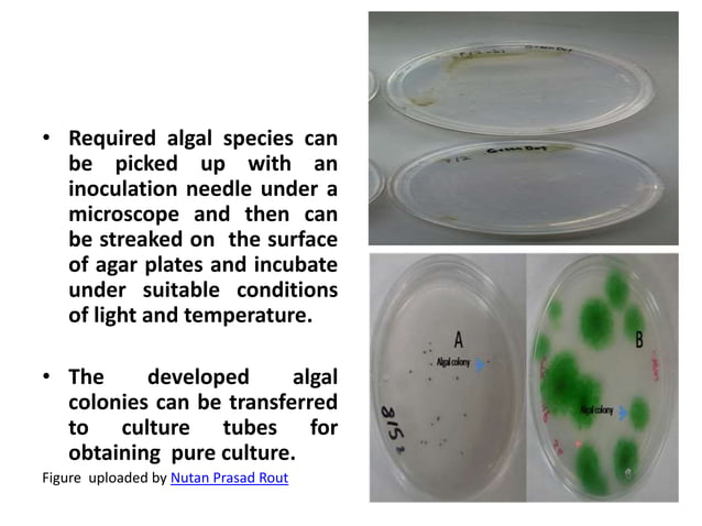 Algal Culture : Scope and Methods SMG | PPTX | Gardening | Home & Garden