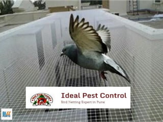 Ideal pest control pdf | PPT