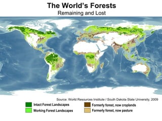 WRI (high res.map)- Global Forest Cover Map | PPT