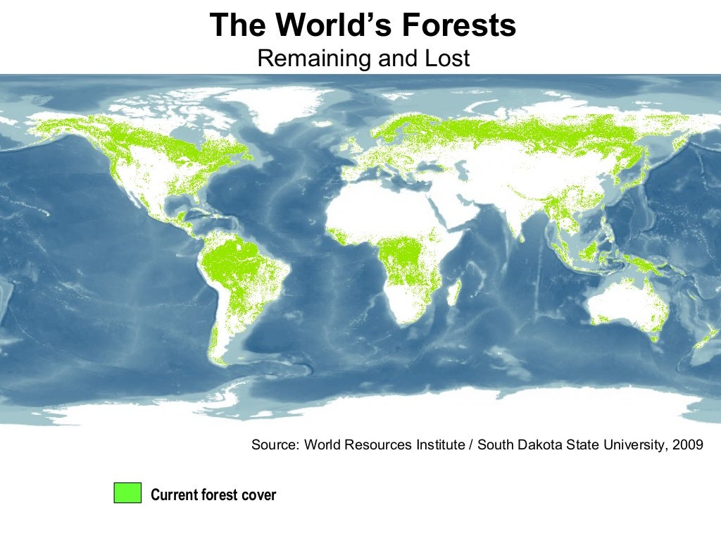 World Forest Map: Trees In The World Map – GRFINZ