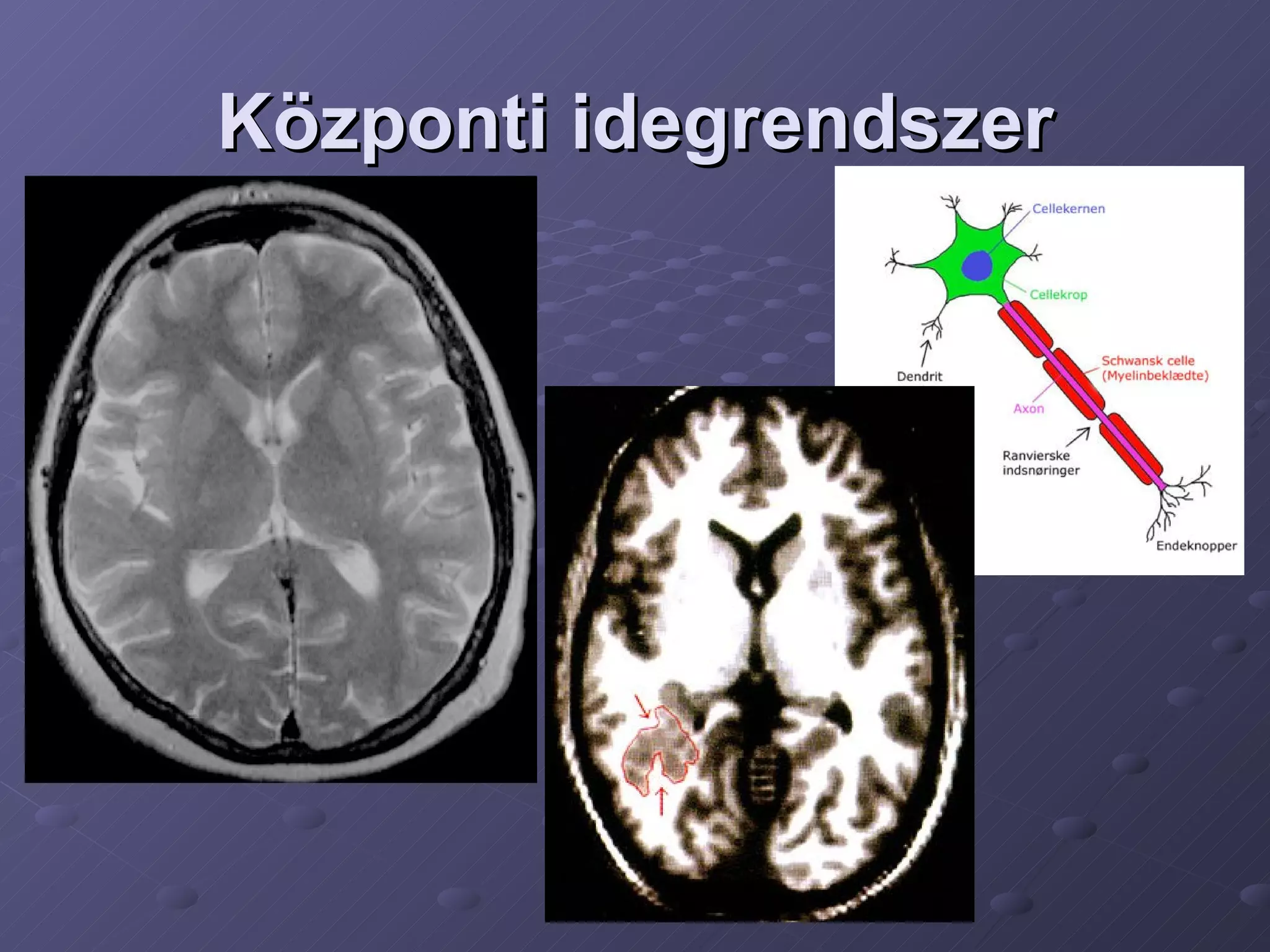 Idegrendszerünk működése - 8. osztály (biológia) | PPT