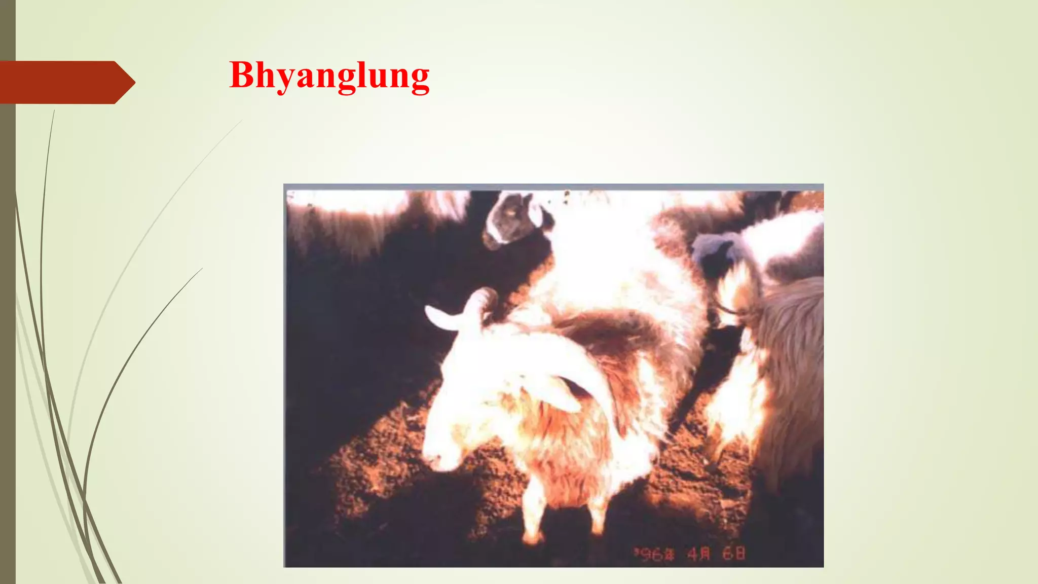 identfy indigenous and exotic breed of sheep.pptx