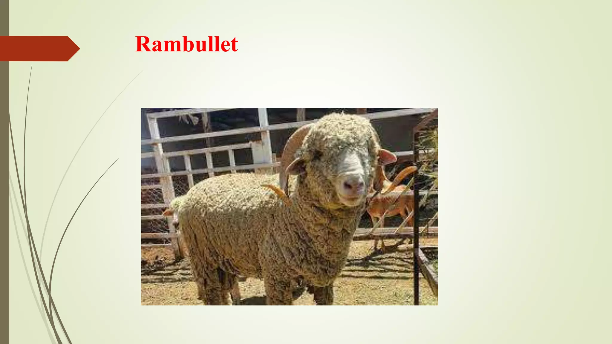 identfy indigenous and exotic breed of sheep.pptx