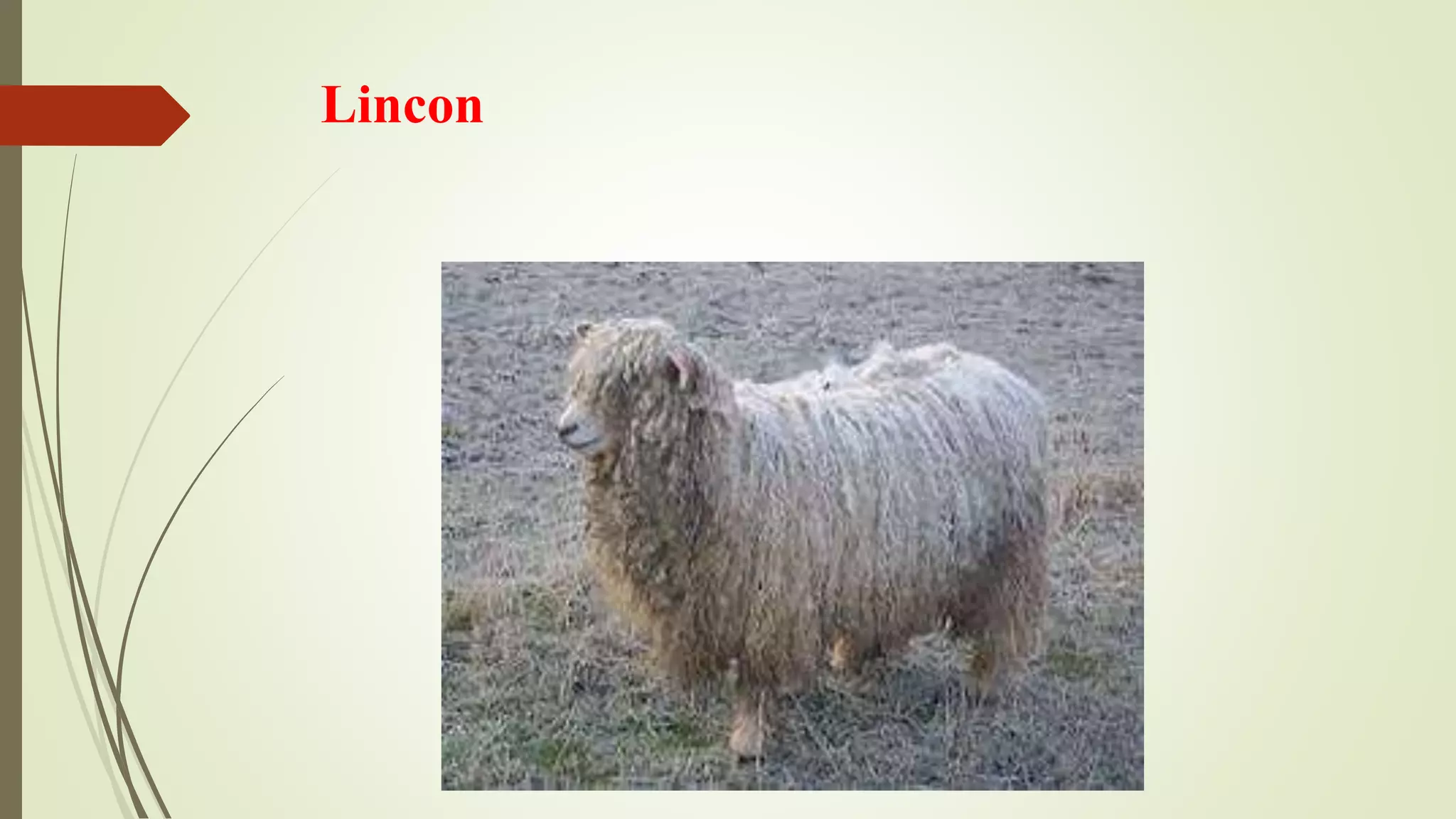 identfy indigenous and exotic breed of sheep.pptx