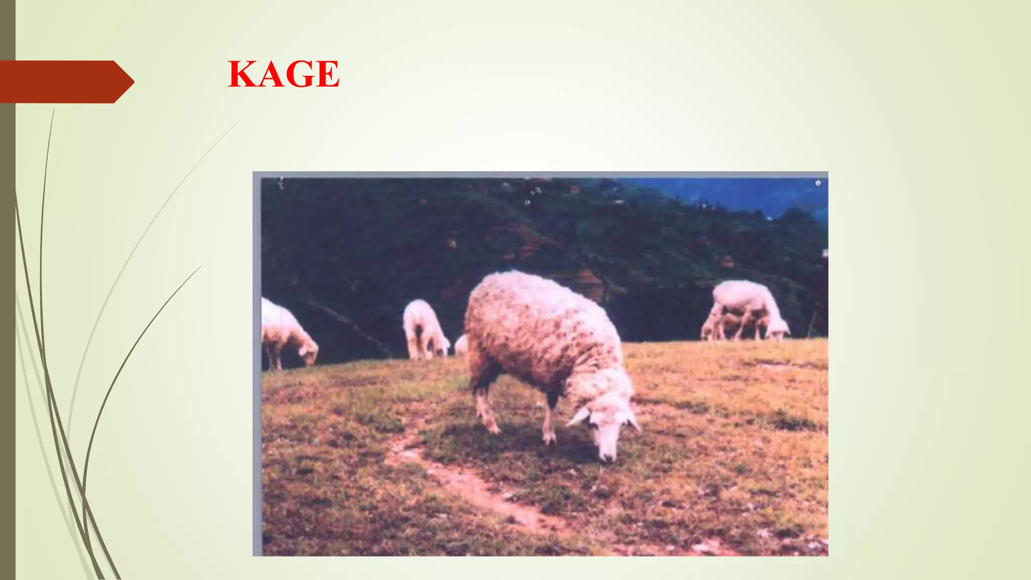 identfy indigenous and exotic breed of sheep.pptx