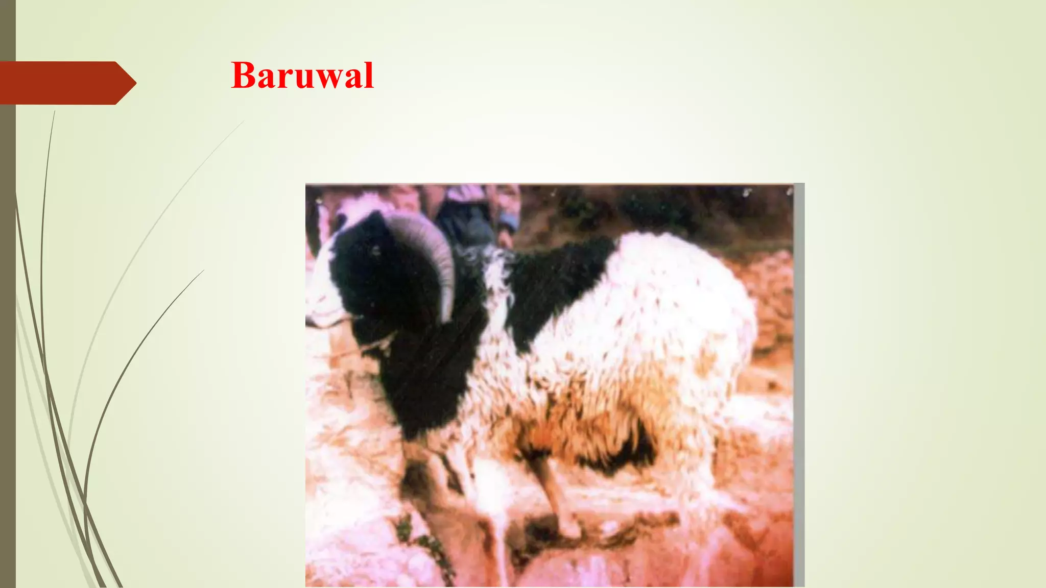 identfy indigenous and exotic breed of sheep.pptx