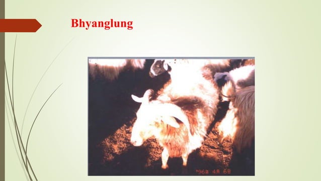 identfy indigenous and exotic breed of sheep.pptx | Dogs | Pets