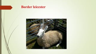 identfy indigenous and exotic breed of sheep.pptx