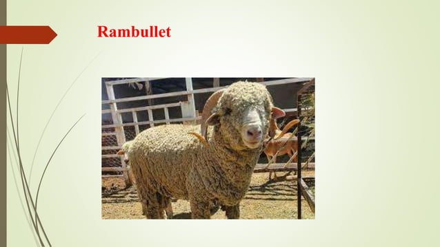 identfy indigenous and exotic breed of sheep.pptx | Dogs | Pets