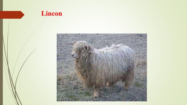identfy indigenous and exotic breed of sheep.pptx | Dogs | Pets