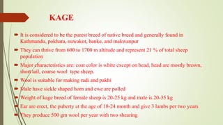 identfy indigenous and exotic breed of sheep.pptx