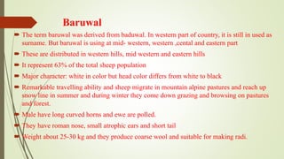 identfy indigenous and exotic breed of sheep.pptx