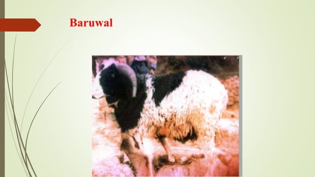 identfy indigenous and exotic breed of sheep.pptx | Dogs | Pets