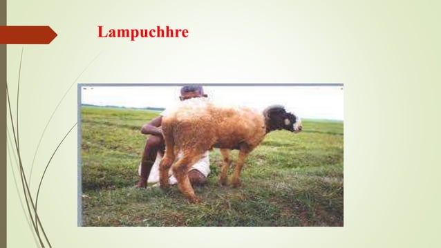 identfy indigenous and exotic breed of sheep.pptx | Dogs | Pets