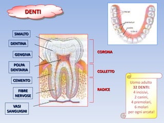 I denti | PPTX