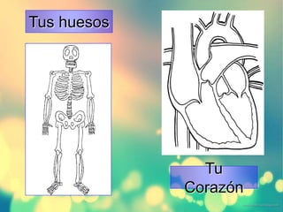 Identidad corporal | PPT