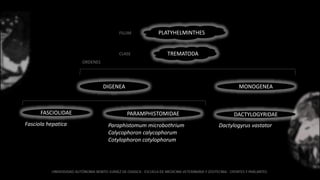 Identidicacion trematodos | PDF