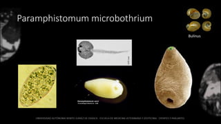 Identidicacion trematodos | PDF
