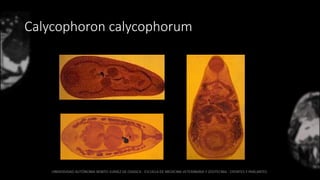 Identidicacion trematodos | PDF