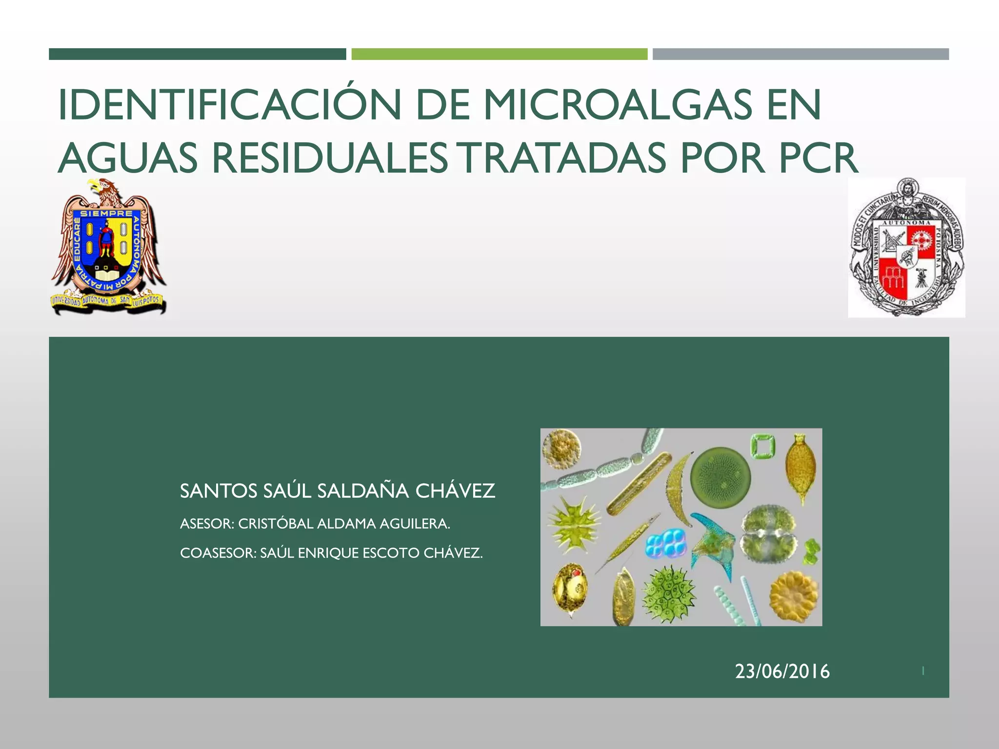 Identificación-de-microalgas-PCR.pdf