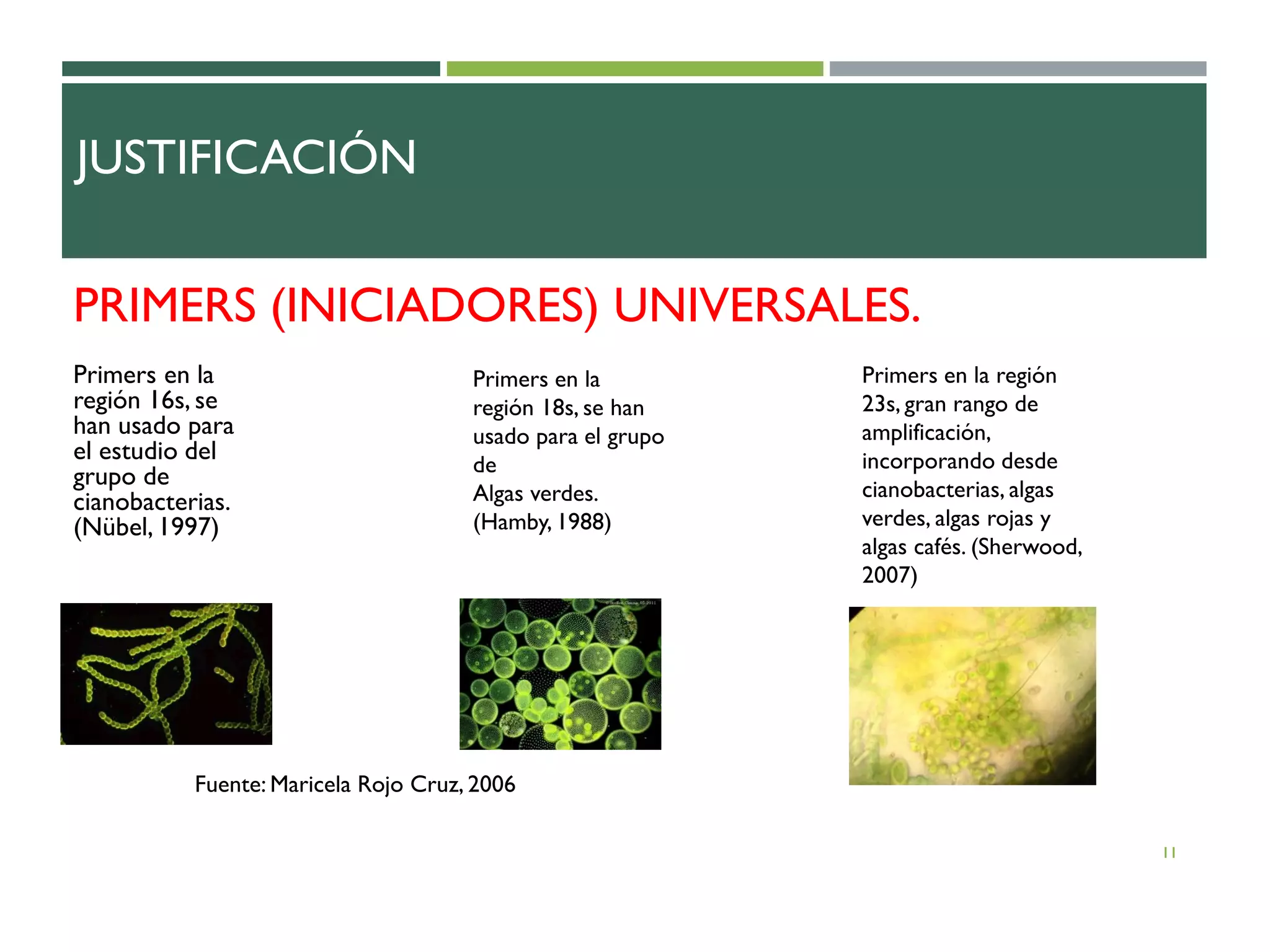 Identificación-de-microalgas-PCR.pdf