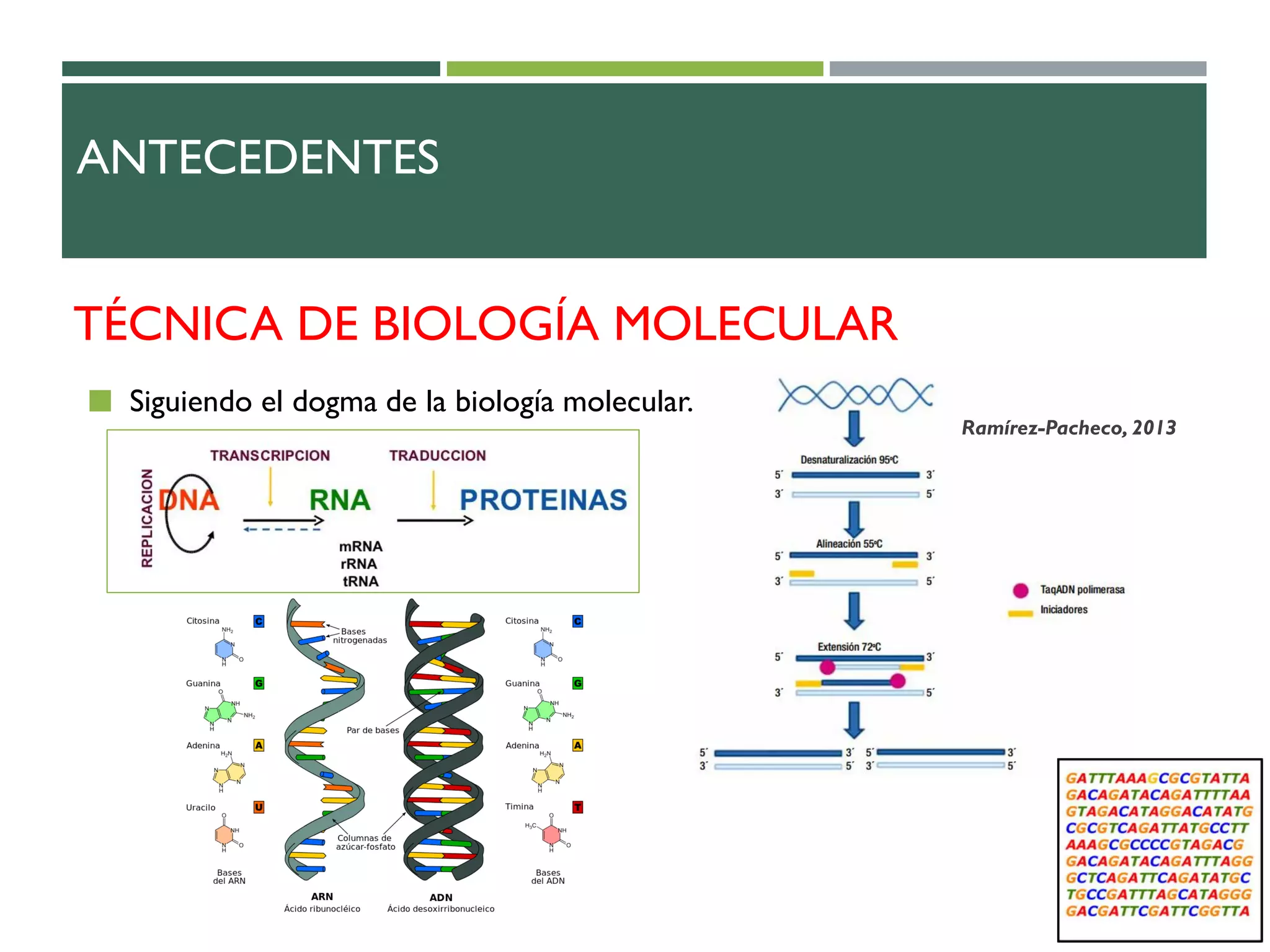 Identificación-de-microalgas-PCR.pdf
