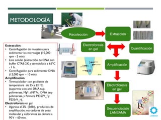 Identificación-de-microalgas-PCR.pdf