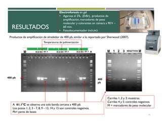 Identificación-de-microalgas-PCR.pdf