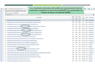 Identificación-de-microalgas-PCR.pdf