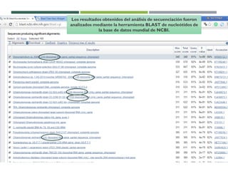 Identificación-de-microalgas-PCR.pdf