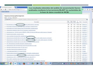 Identificación-de-microalgas-PCR.pdf