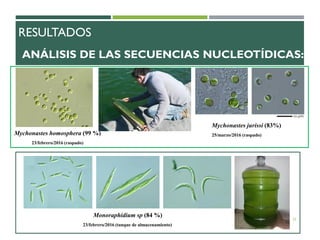 Identificación-de-microalgas-PCR.pdf