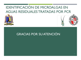 Identificación-de-microalgas-PCR.pdf
