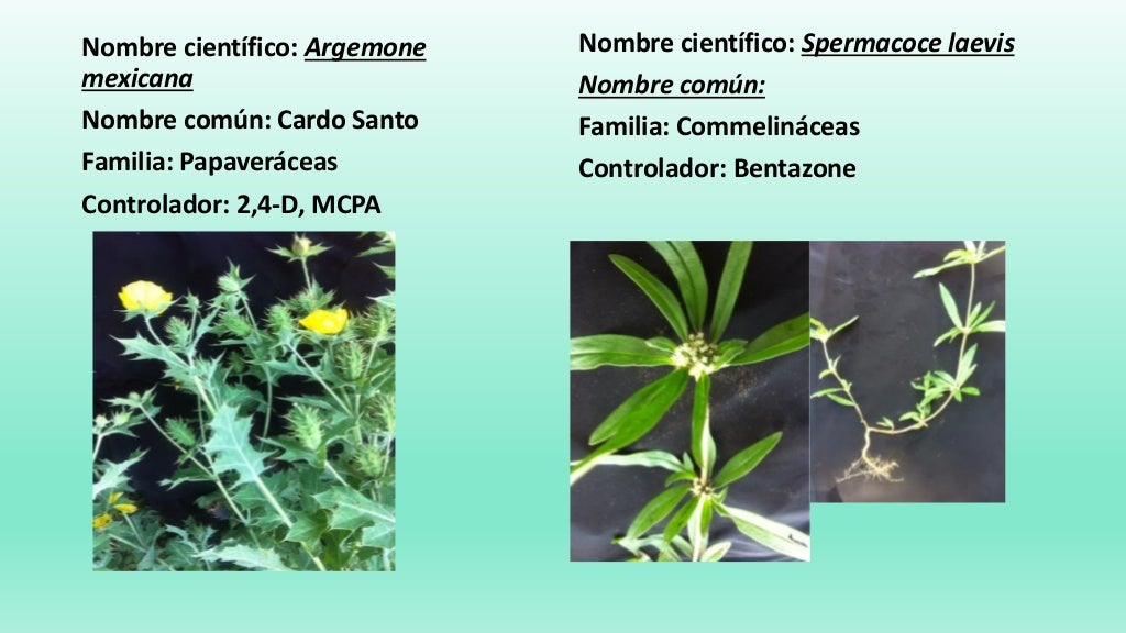 Identificación de arvenses