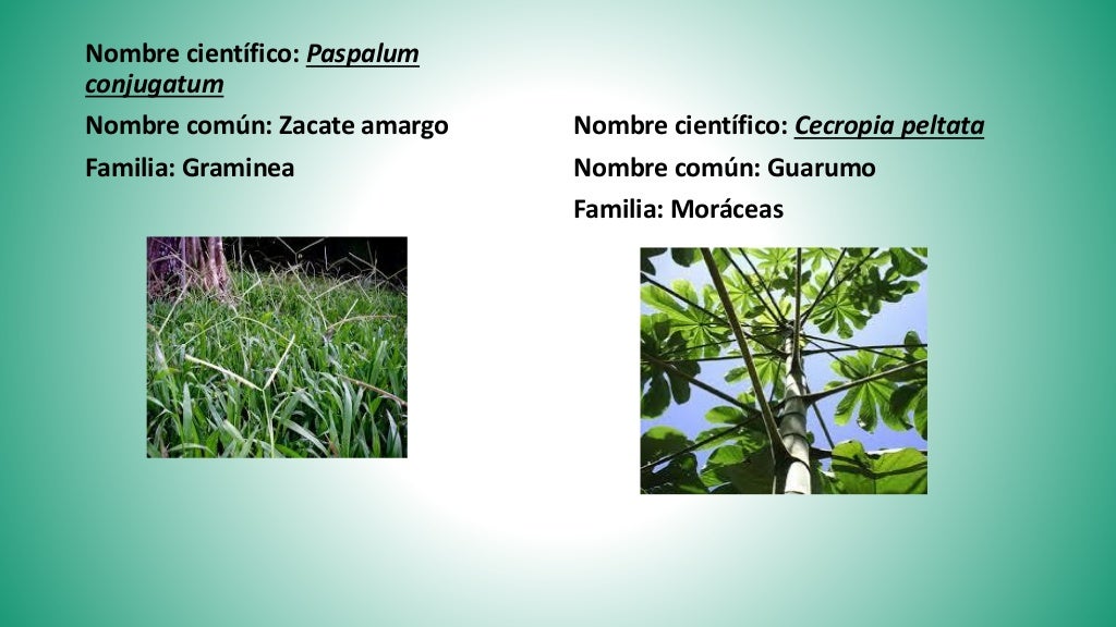 Identificación de arvenses