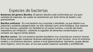 Identificación de microorganismos patógenos bacterias yadi.pptx