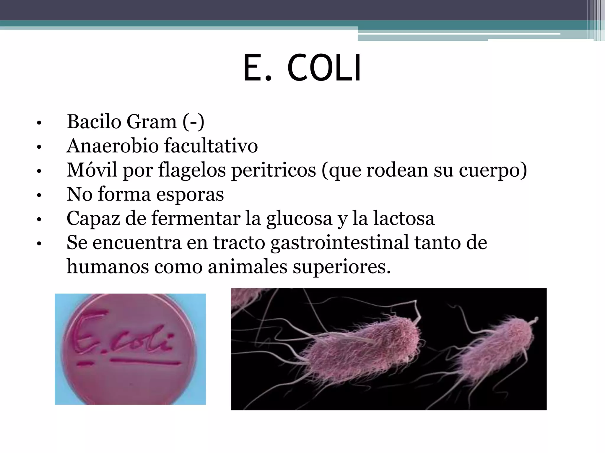 Identificacion de-enterobacterias-micr (1) | PPTX | Chemistry | Science