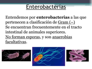 Identificacion de-enterobacterias-micr (1) | PPTX