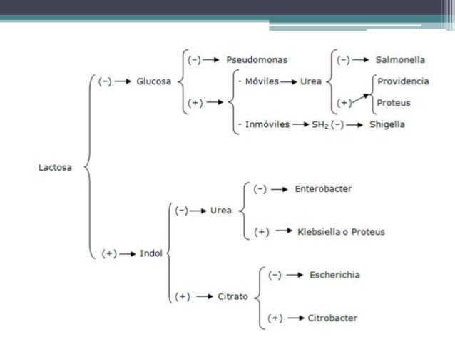 Identificacion de-enterobacterias-micr (1)