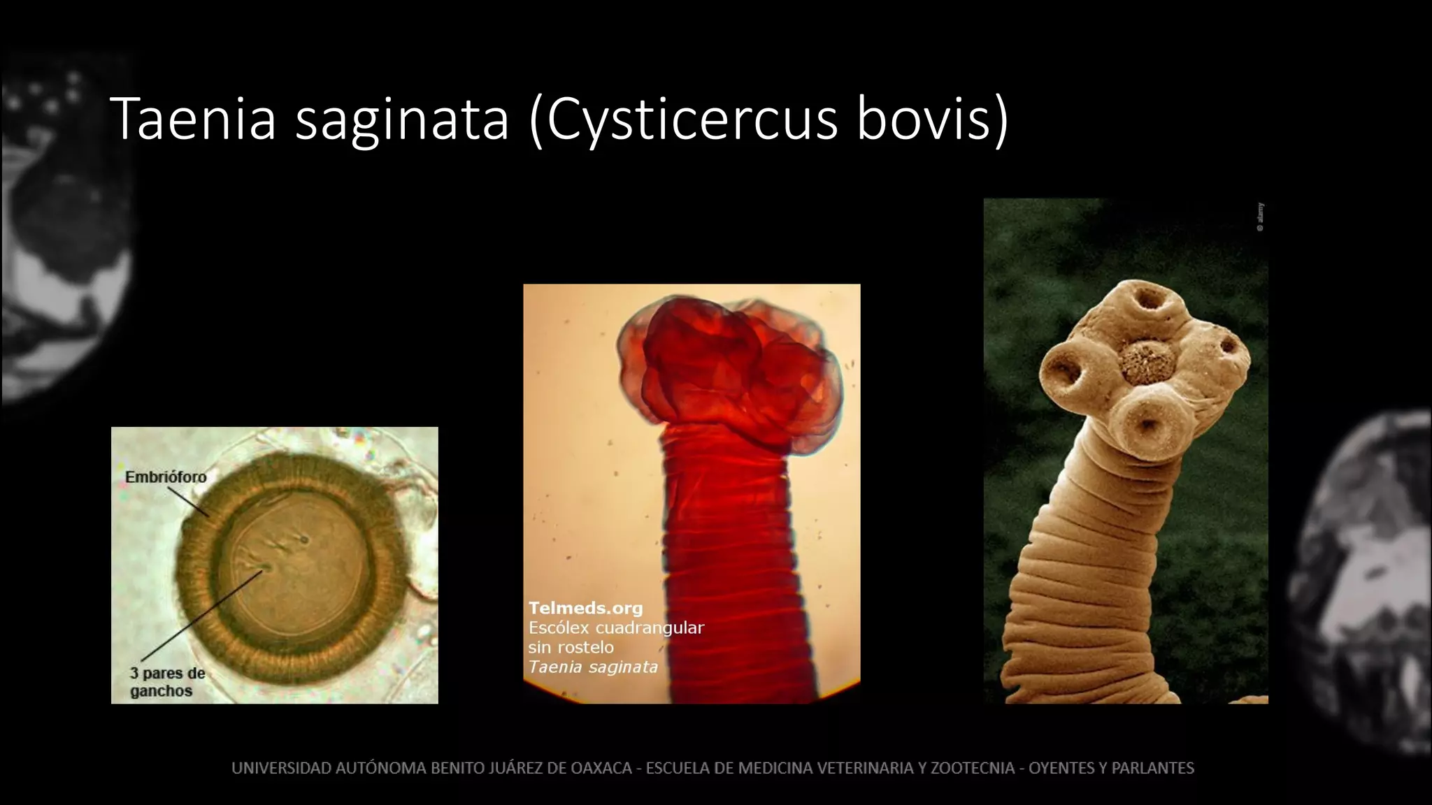 Identificacion cestodos