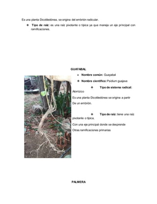Identificacion de raíces | DOCX