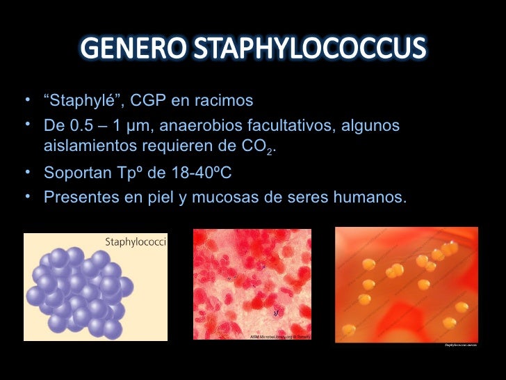 Identificacion de staphylococcus