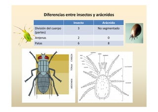 Identificación y reconocimiento de insectos. | PDF