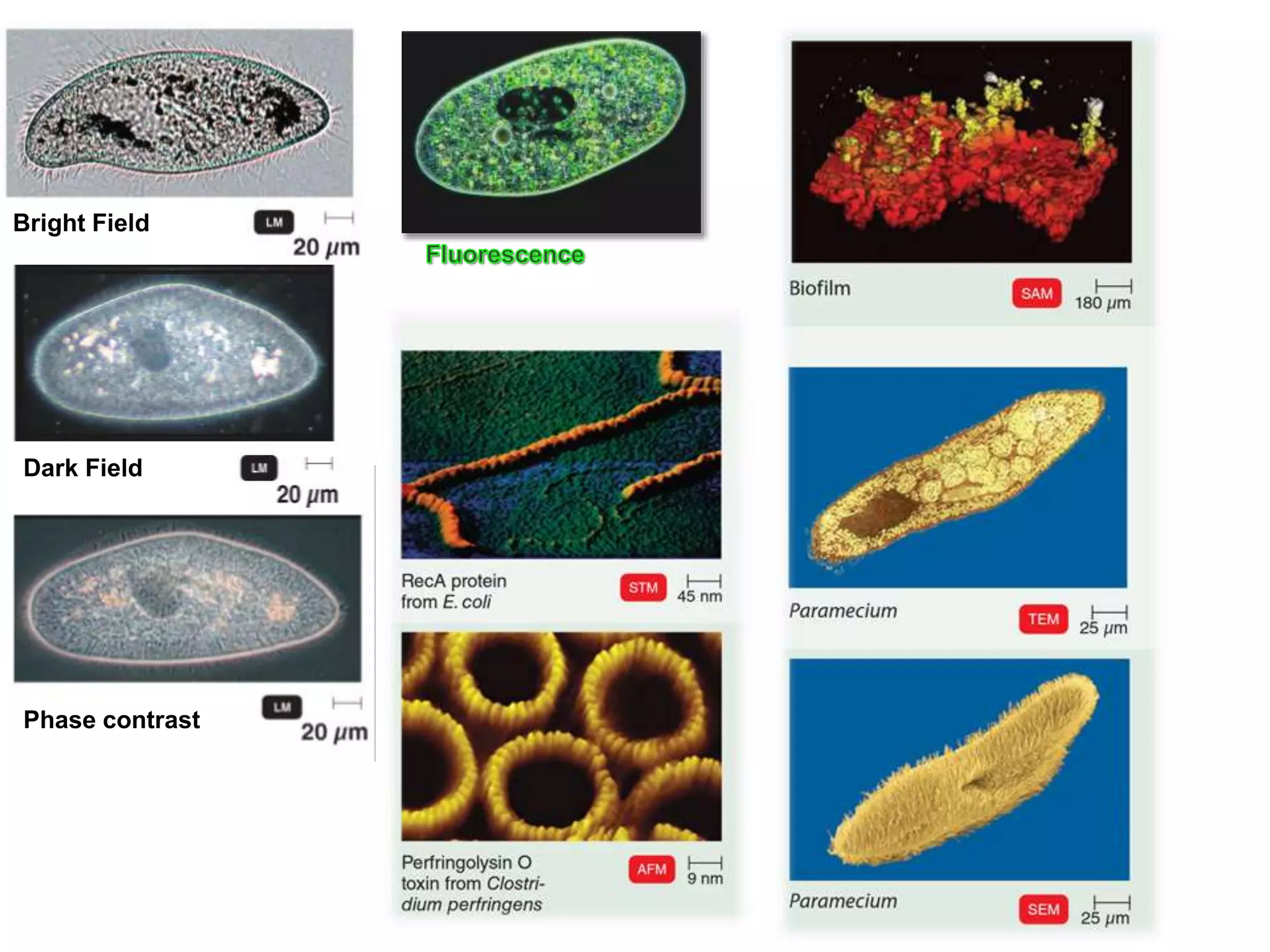 Identification of micro organisms | PPTX