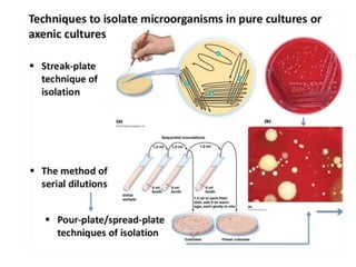 Identification of micro organisms | PPTX